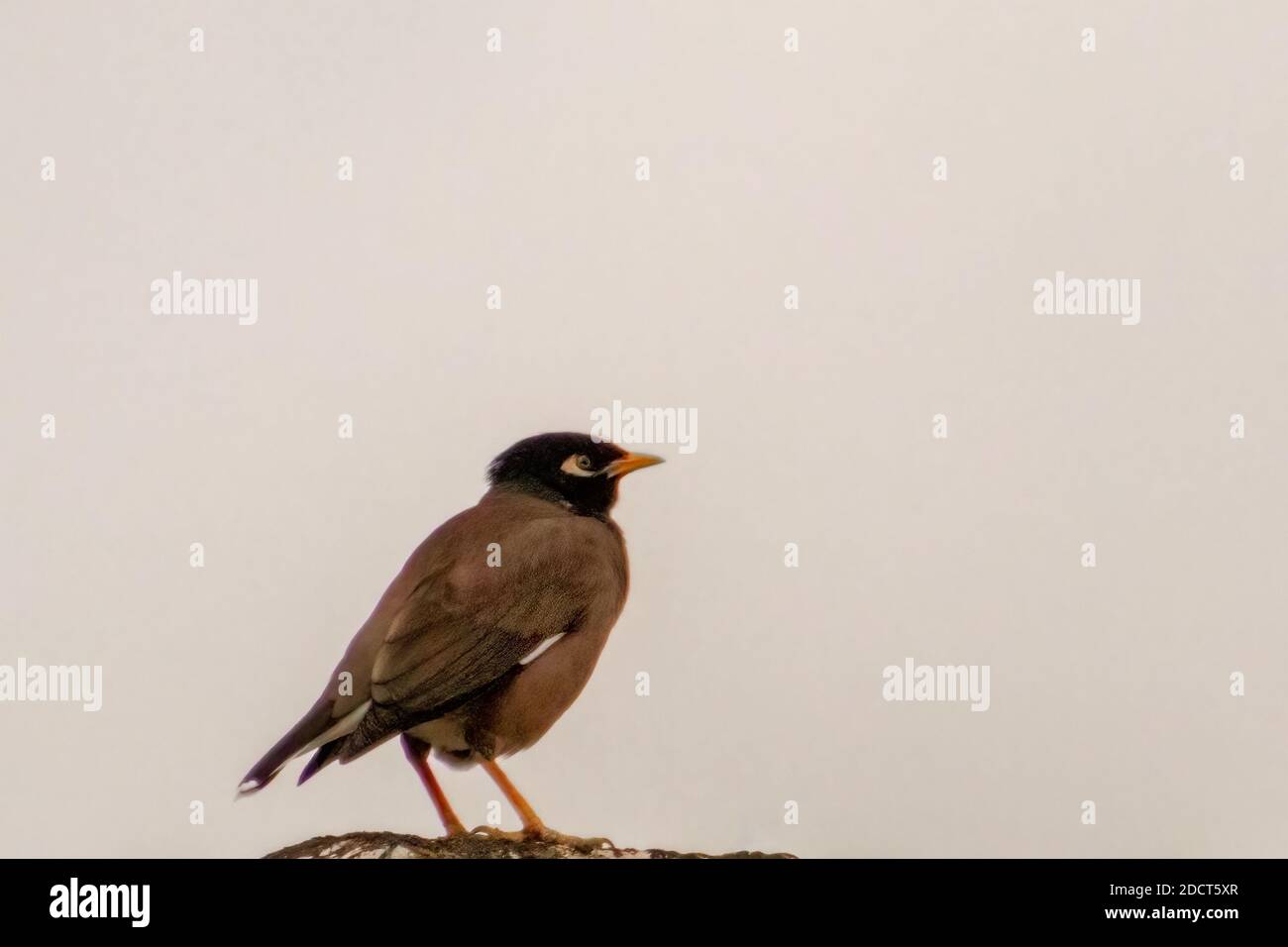 Common mayna hi-res stock photography and images - Alamy