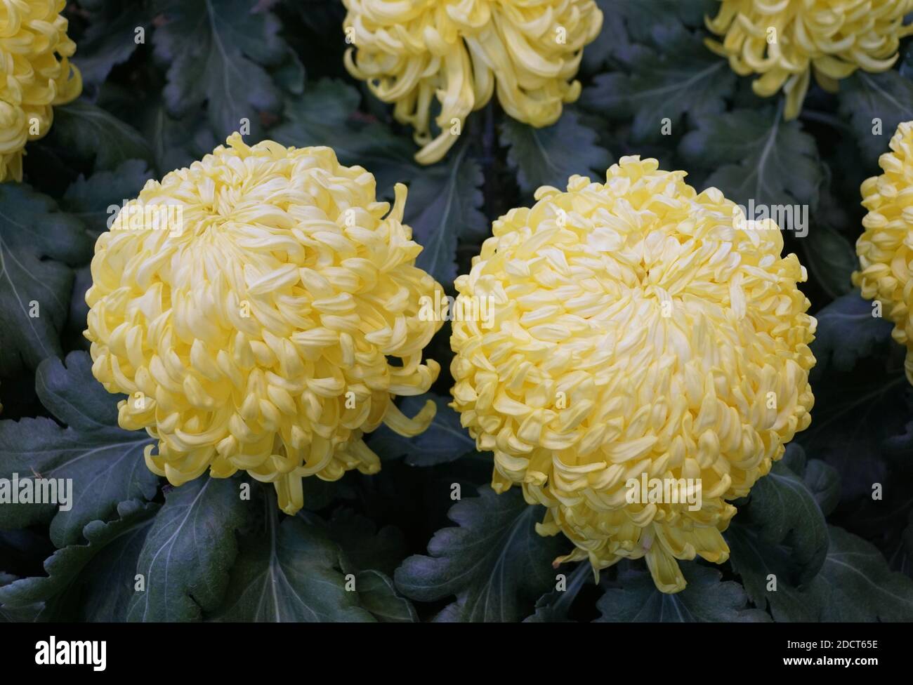 The yellow color of irregular incurve mum 'King's Pleasure' flowers at ...
