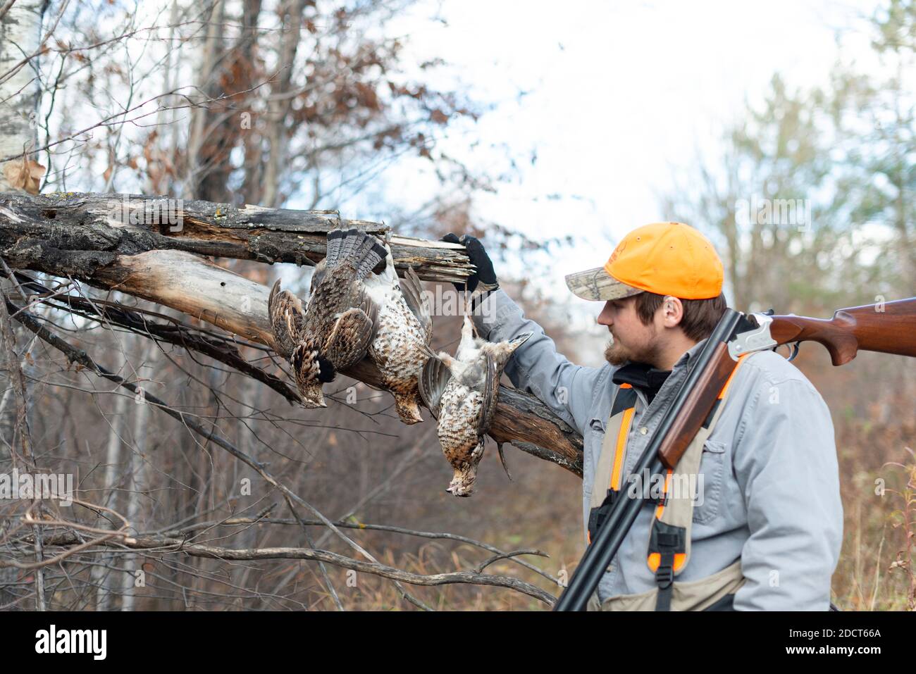 Dead ruffed grouse hi-res stock photography and images - Alamy