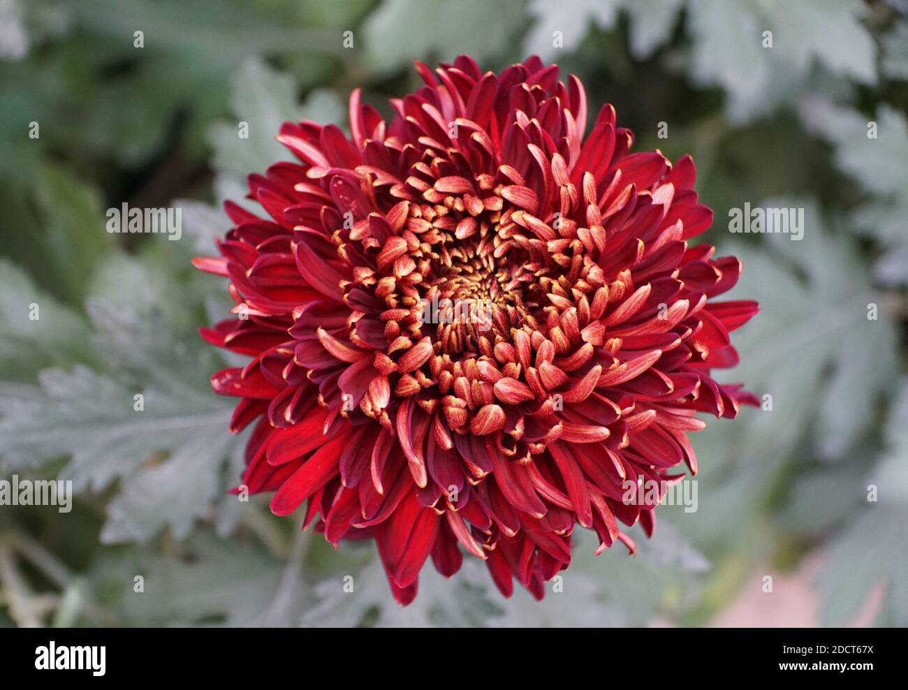 A dark red color of Reflex mum 'Garnet King' flower at full bloom Stock ...