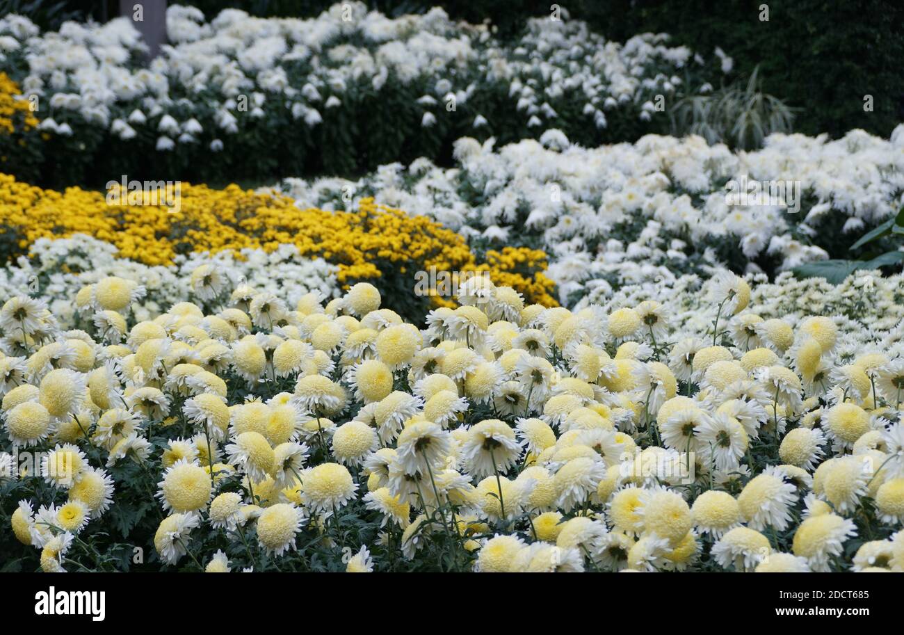 The spread of white and yellow color of Anemone mum 'Powder Puff ...