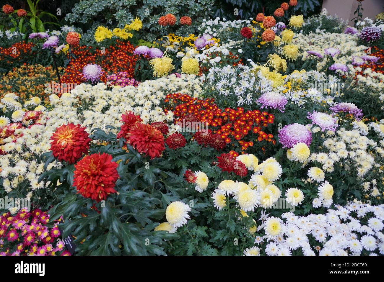 A variety of chrysanthemum flowers of different sizes and colors Stock ...