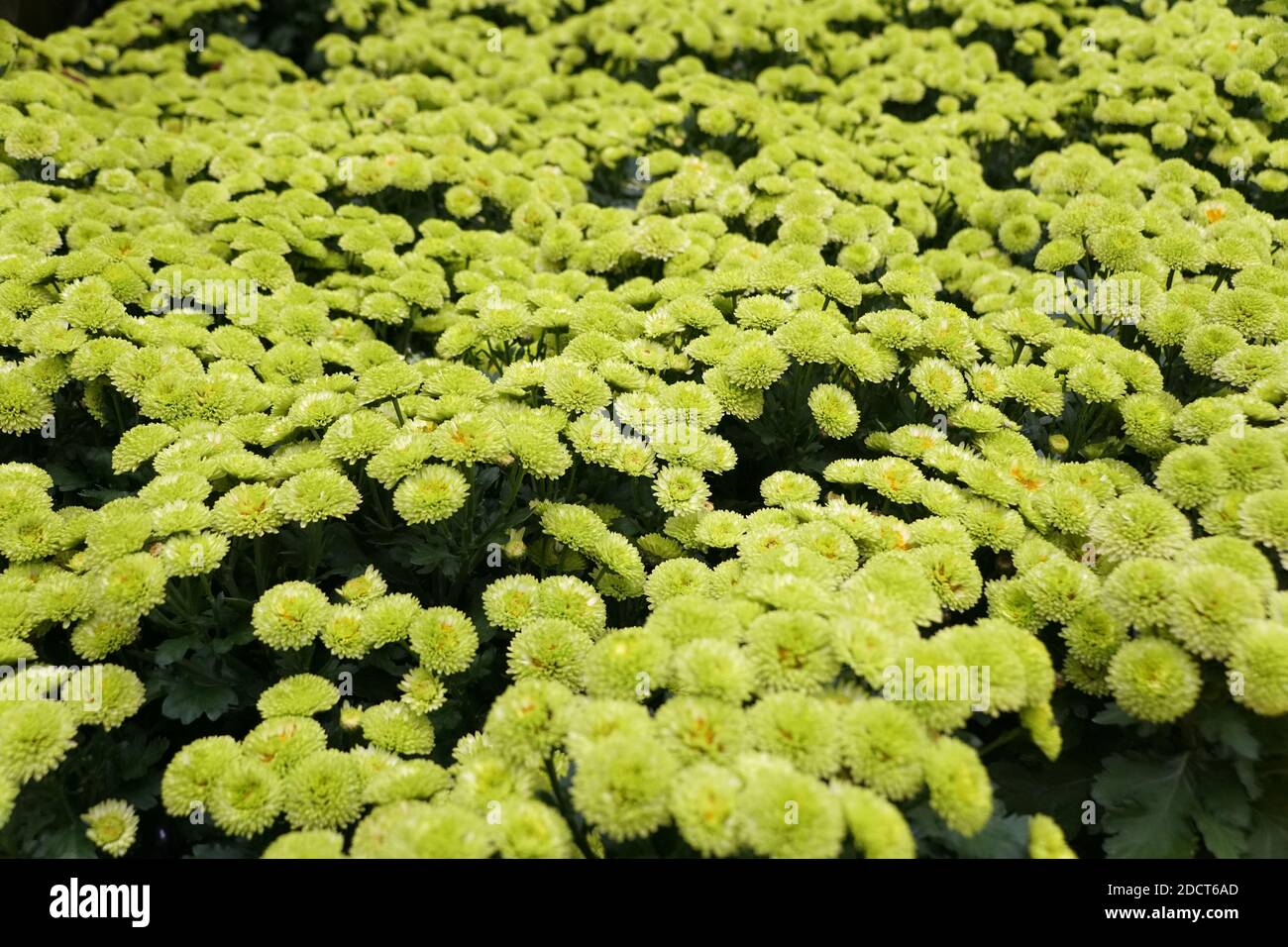 The lime green color of Pompon mum 'Kermit' flowers Stock Photo - Alamy