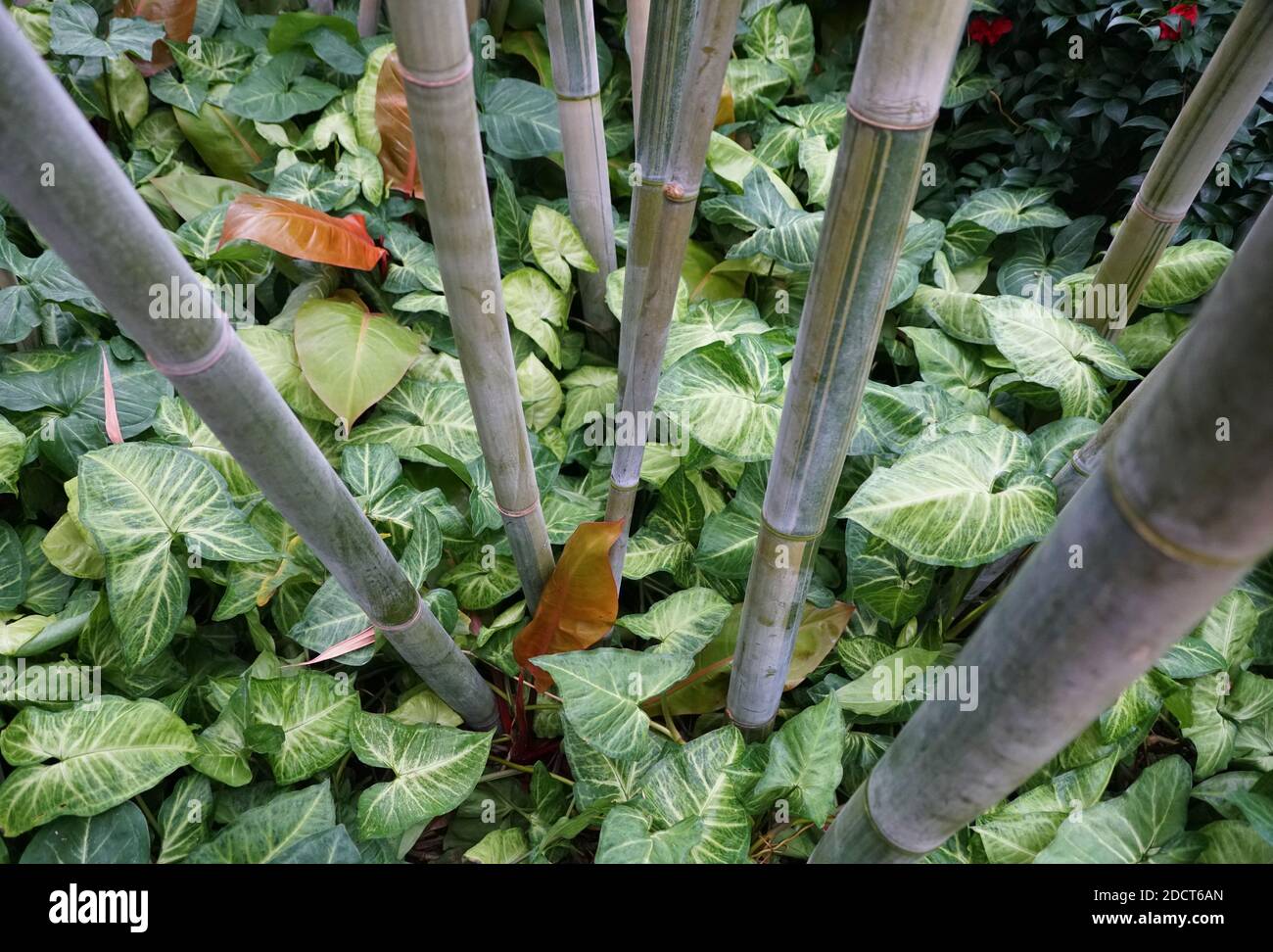 Timor Black Bamboo surrounded by green tropical plants Stock Photo - Alamy