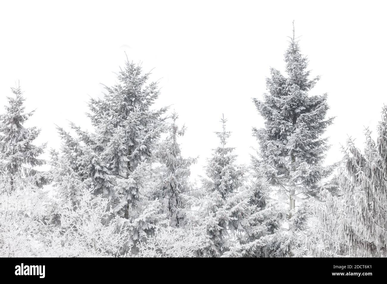 Winter landscape with snow covered trees in Dutch national park ...