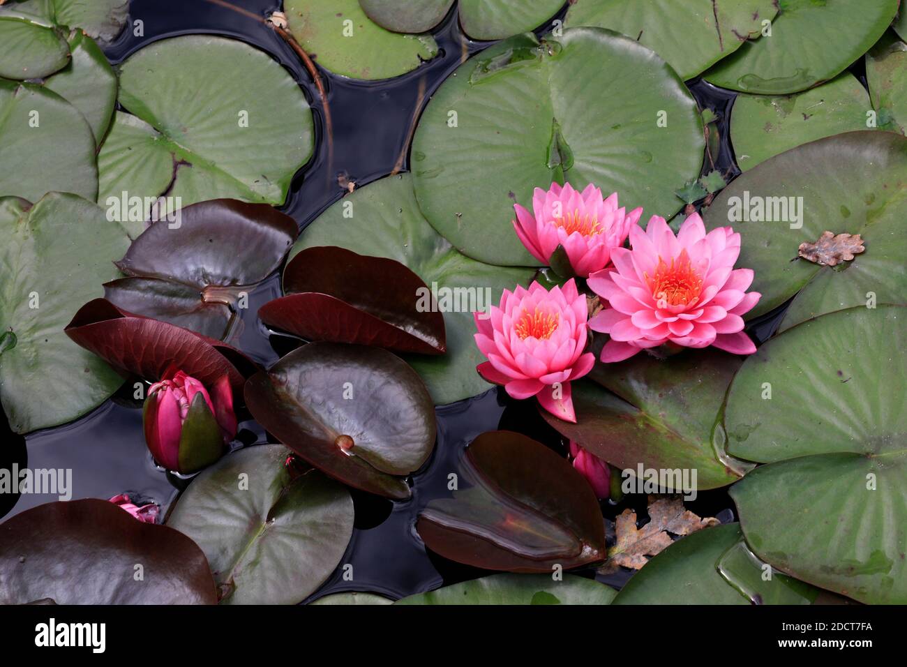 Water-lily (Nymphaea Mayla) in the University Botanical Garden , Cape ...