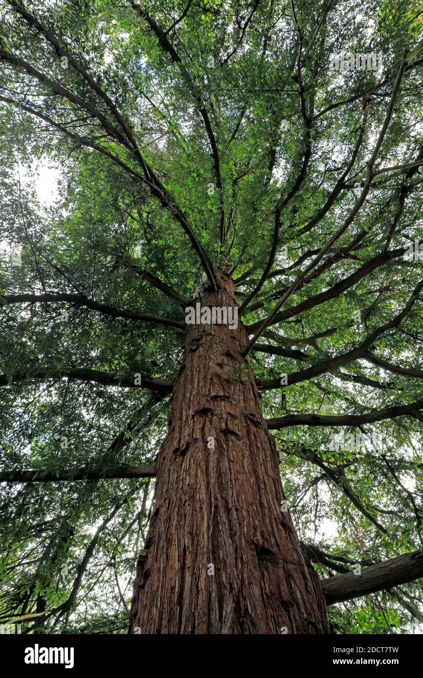 California Redwood Sapling