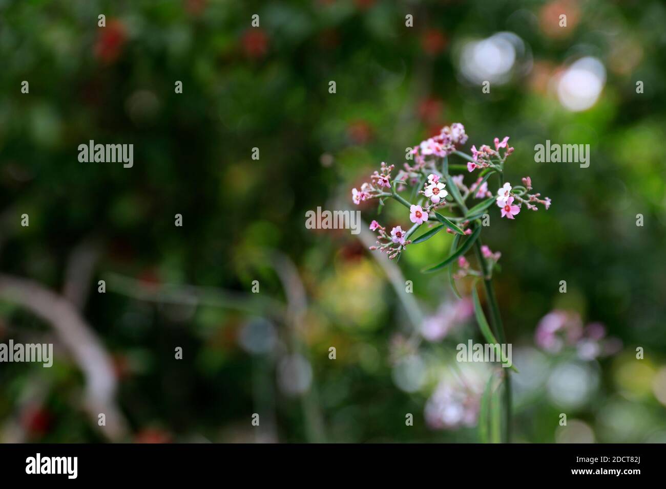 Baja spurge hi-res stock photography and images - Alamy