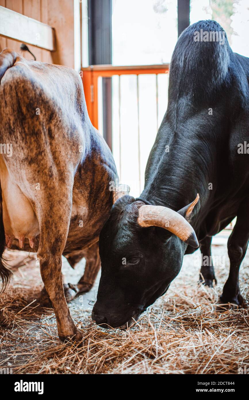 Bull eating hay hi-res stock photography and images - Alamy