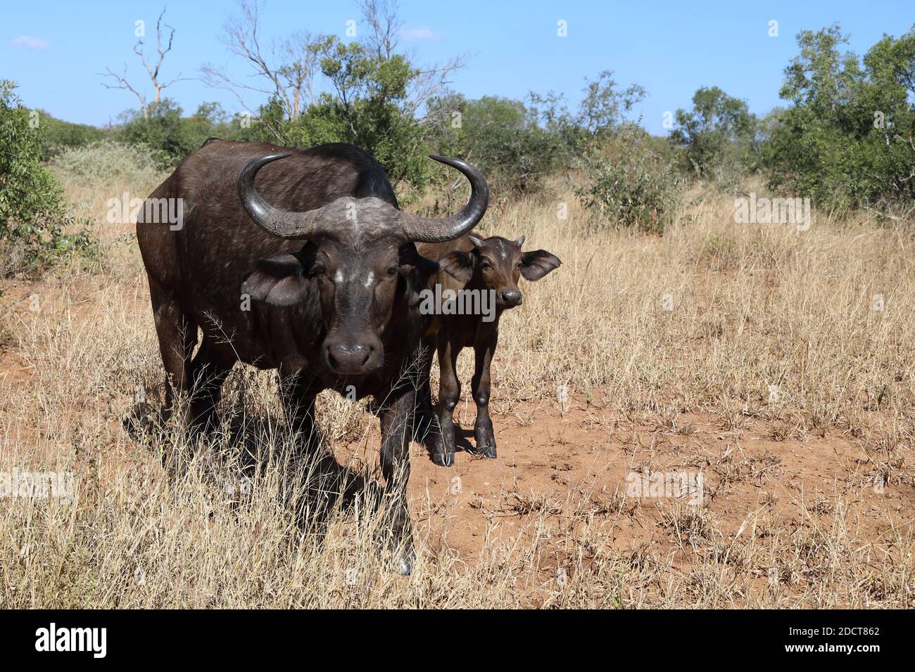 Kaffernbüffel / African buffalo / Syncerus caffer Stock Photo - Alamy