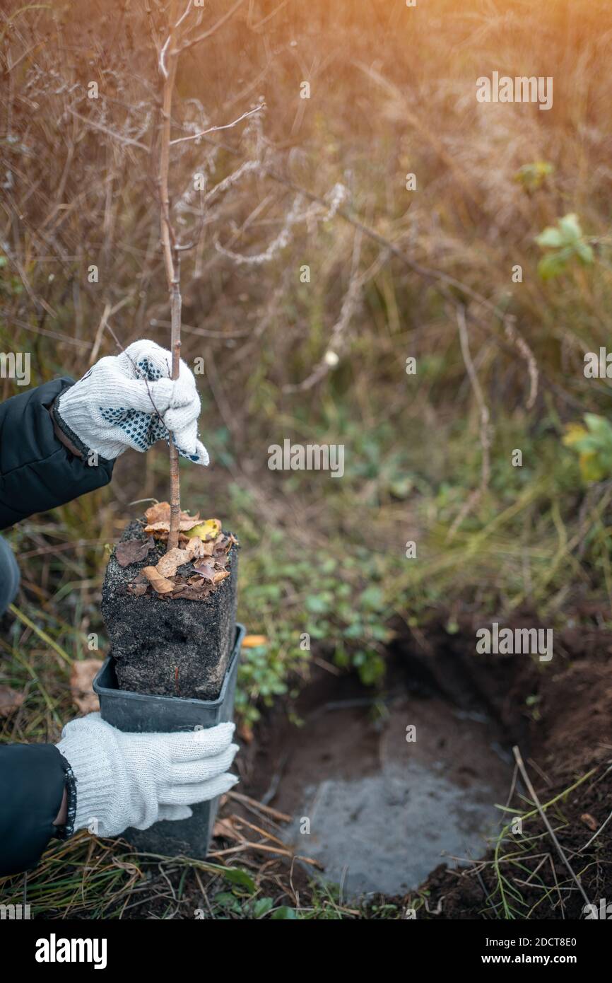 planting new trees with gardening tools in green park Stock Photo - Alamy