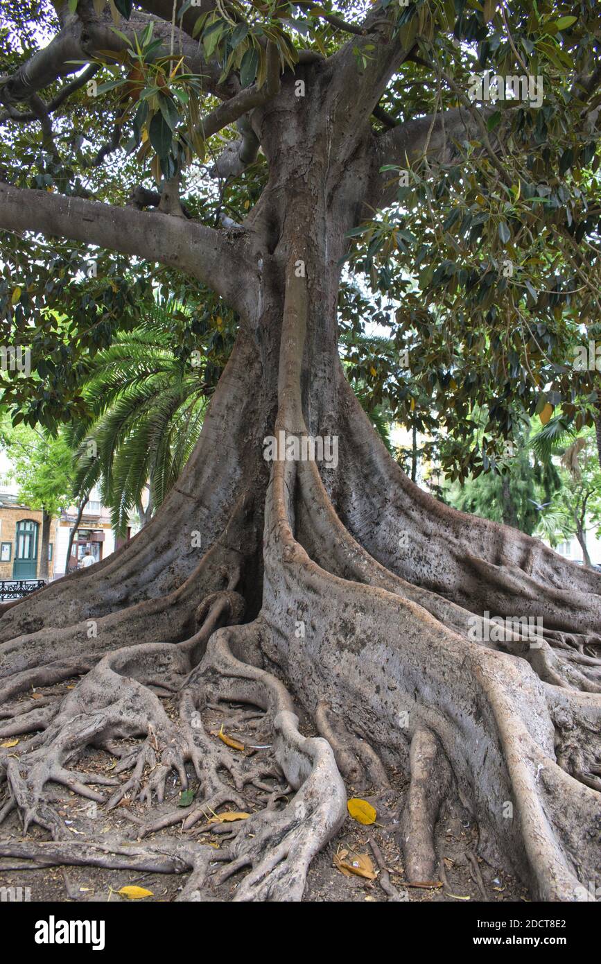 A vertical shot of a tree with large roots in a park in Cadiz Stock ...
