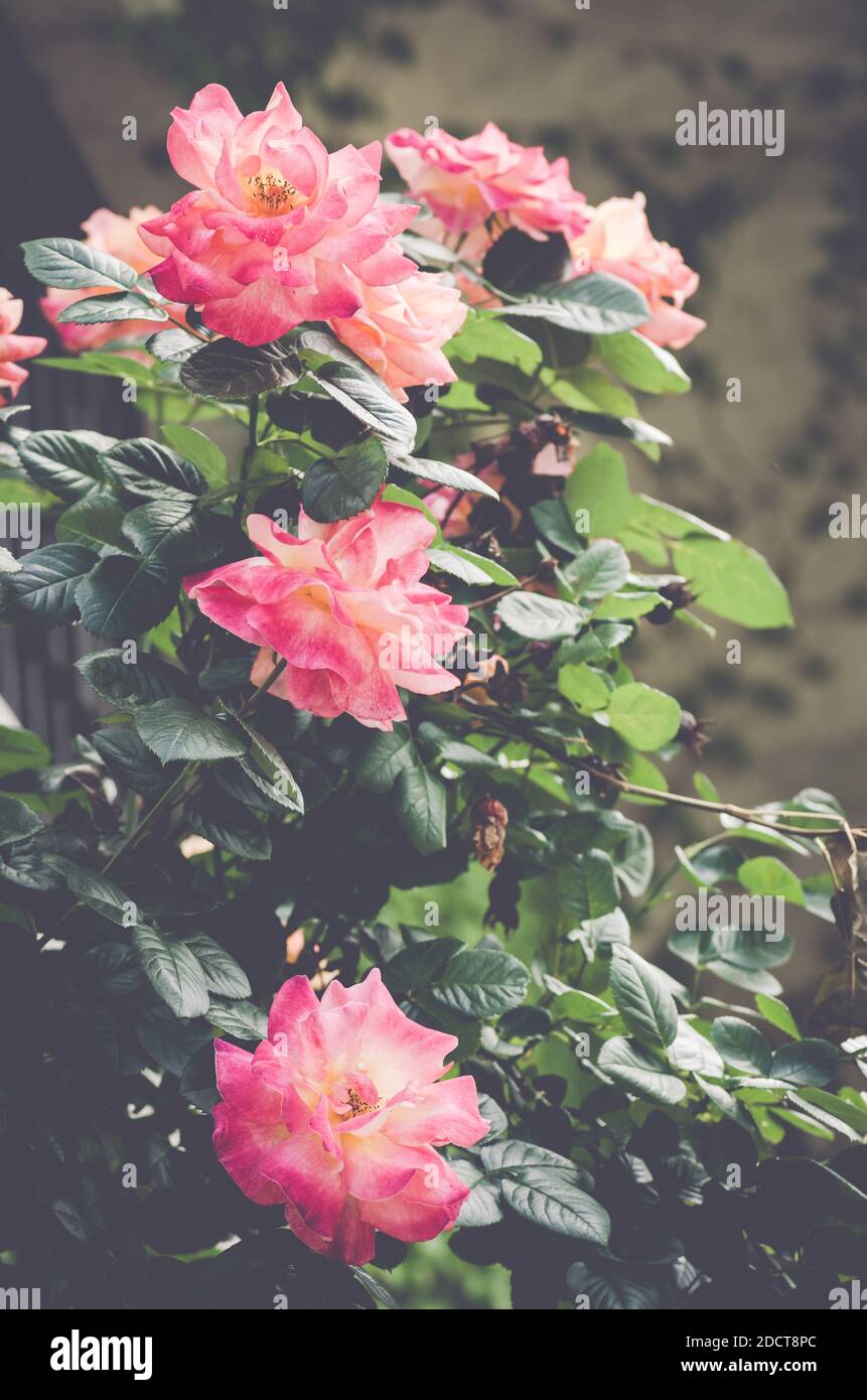 A vertical shot of beautiful roses in the garden Stock Photo - Alamy
