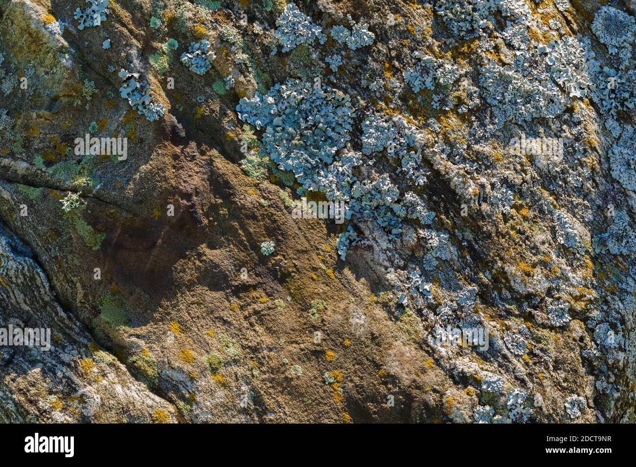 Natural pattern of stone texture covered with moss Stock Photo - Alamy