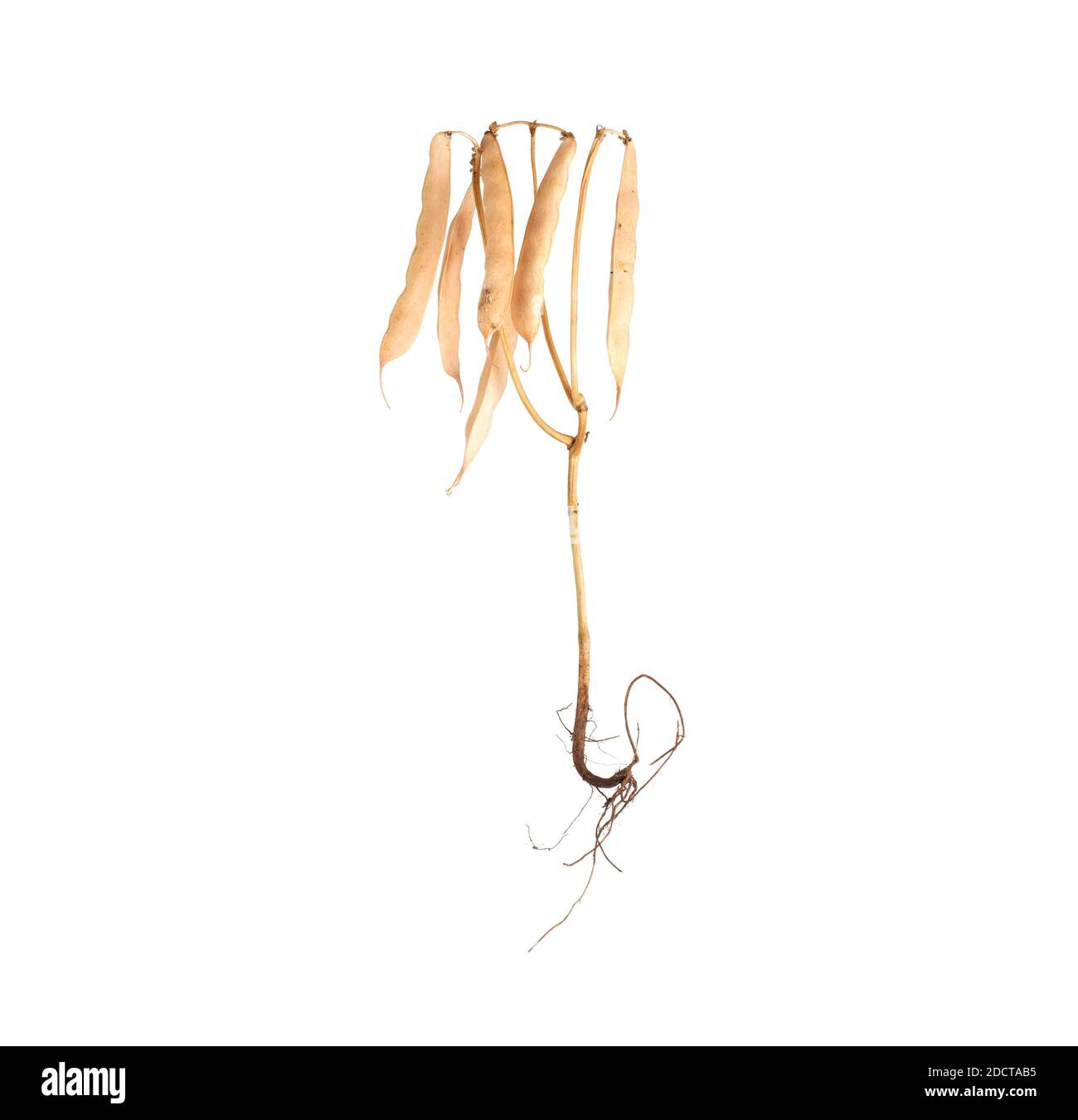 Dry yellow pods and bean plant on a white background, isolate, close-up ...