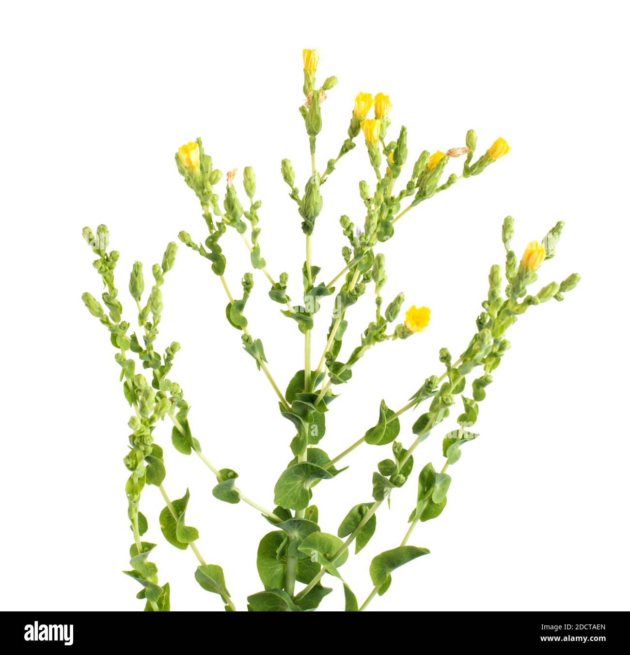 Green stem of lettuce with yellow flowers on a white background ...