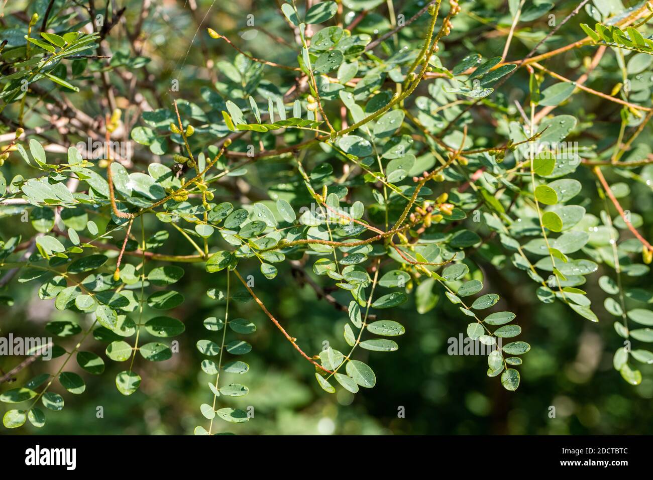 Desert false indigo, Segelbuske (Amorpha fruticosa Stock Photo - Alamy