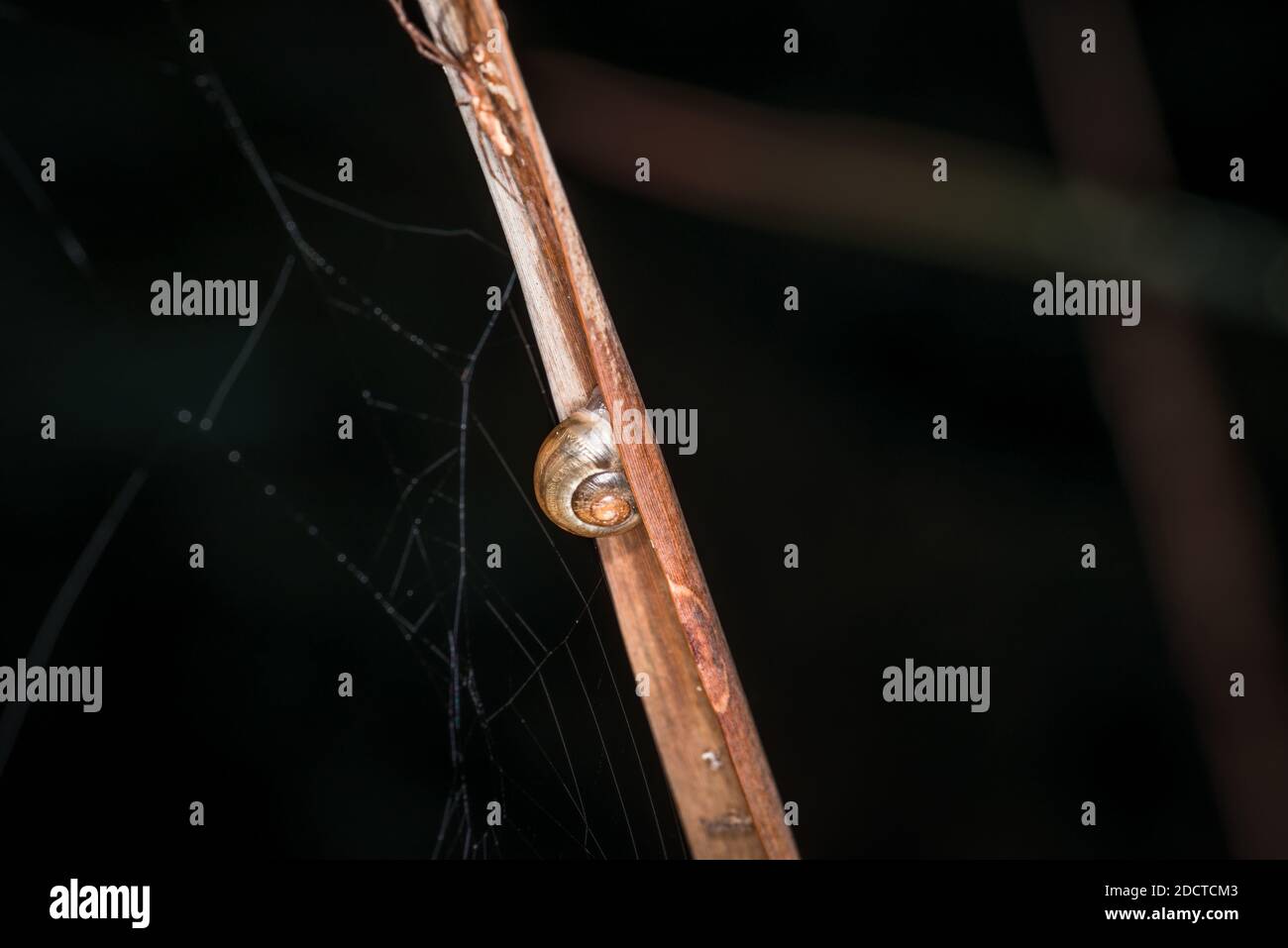 Small snail with snail shell on a reed with spider web on a lake or ...