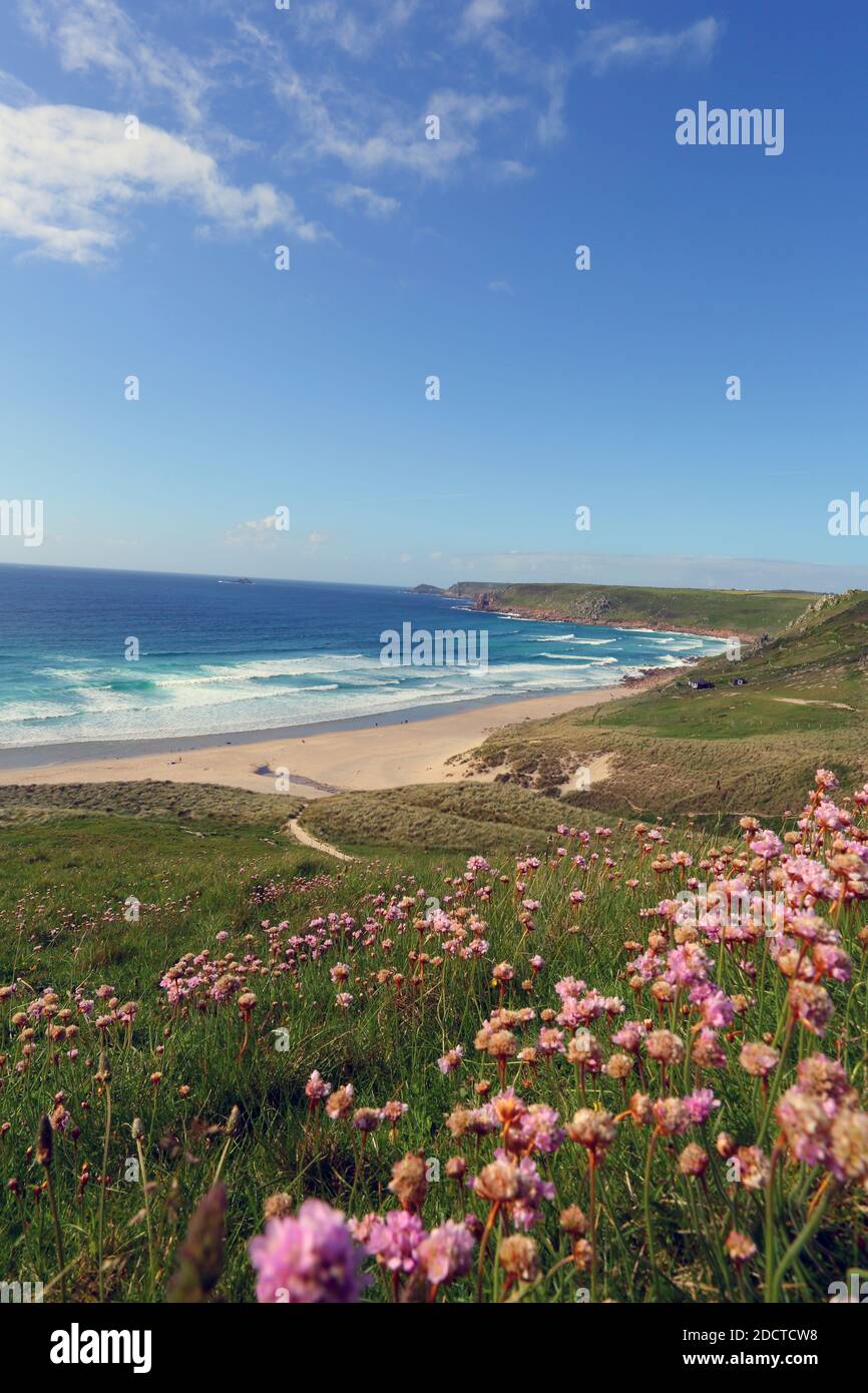Pink sea thrift flowers on the stunningly beautiful Sennen Beach ...