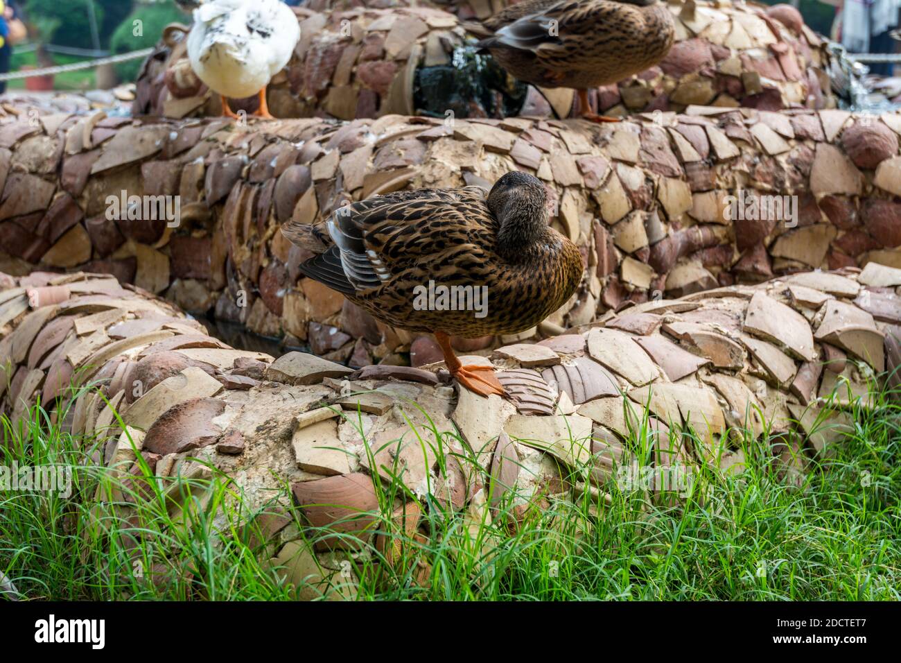Mallard ducks sleeping at the Heritage folk village in Abu Dhabi ...