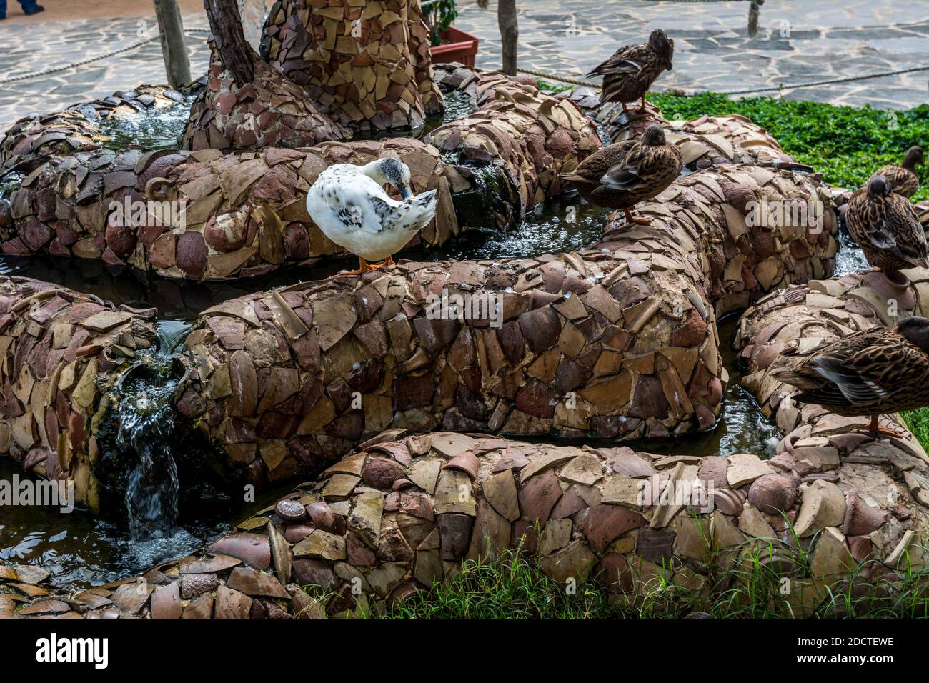 Mallard ducks sleeping at the Heritage folk village in Abu Dhabi ...
