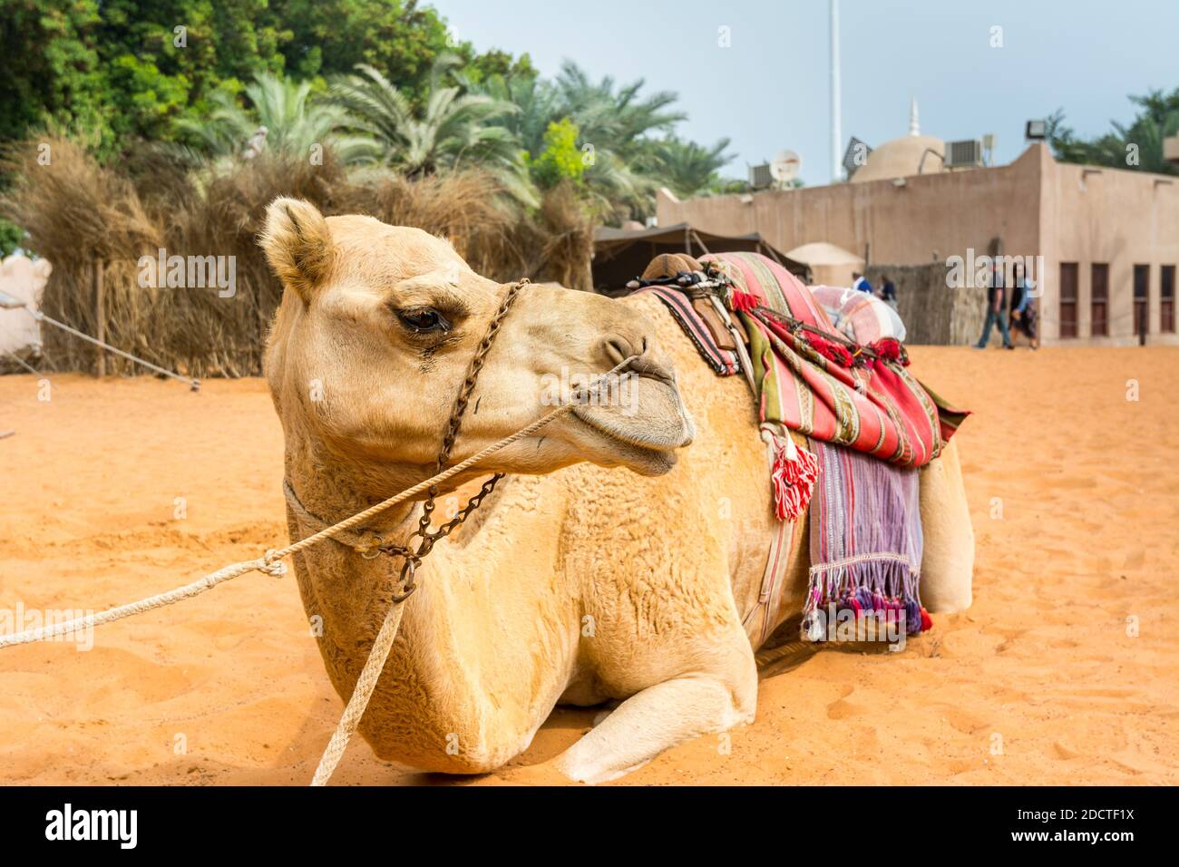 Camel museum uae hi-res stock photography and images - Alamy