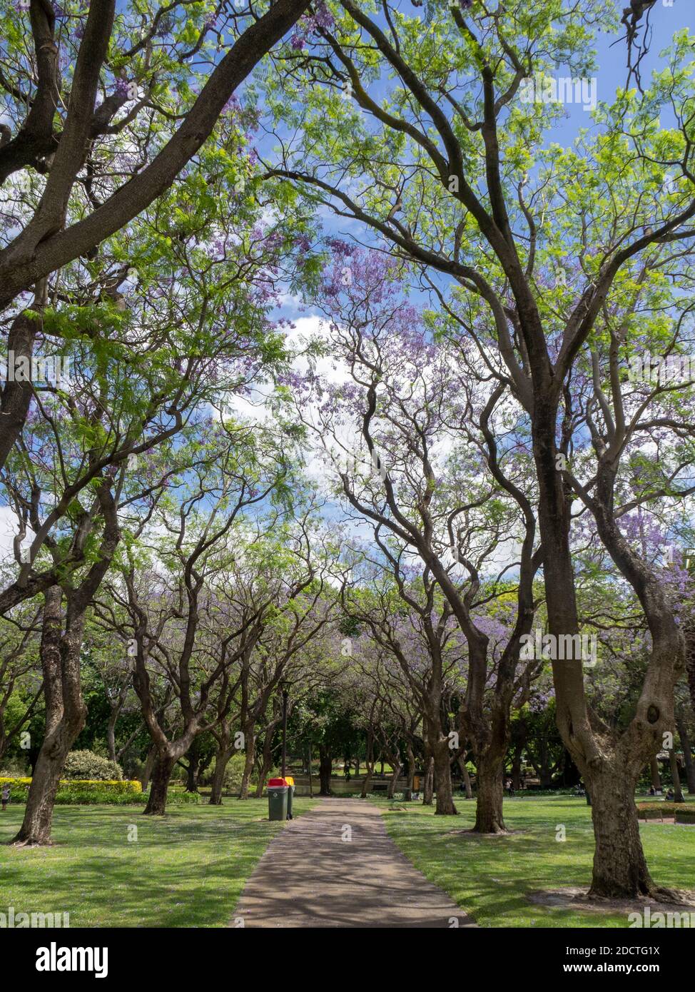 Jacaranda trees in bloom australia hi-res stock photography and images ...