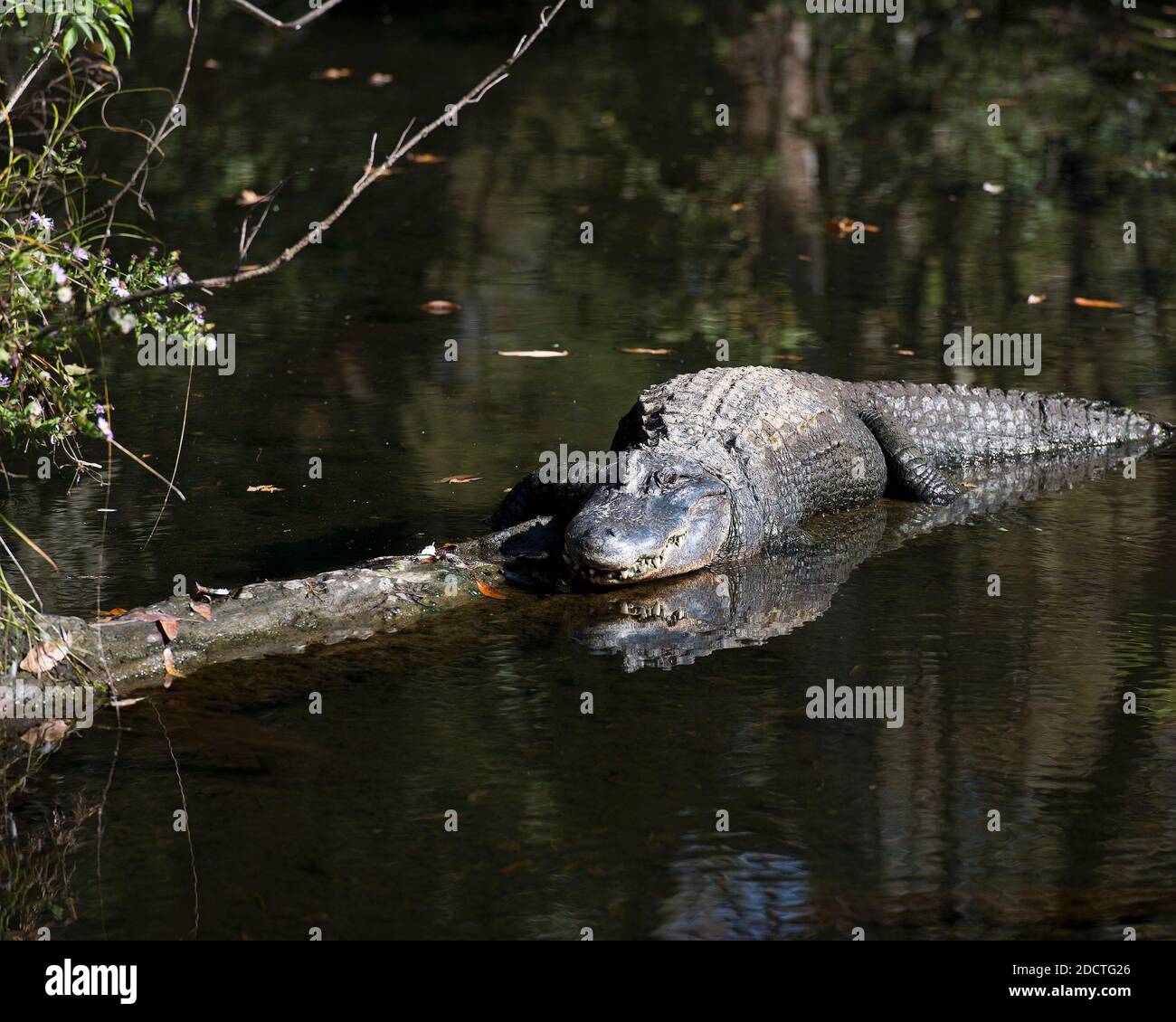 Alligator close-up profile view in the water basking in sunlight with a ...
