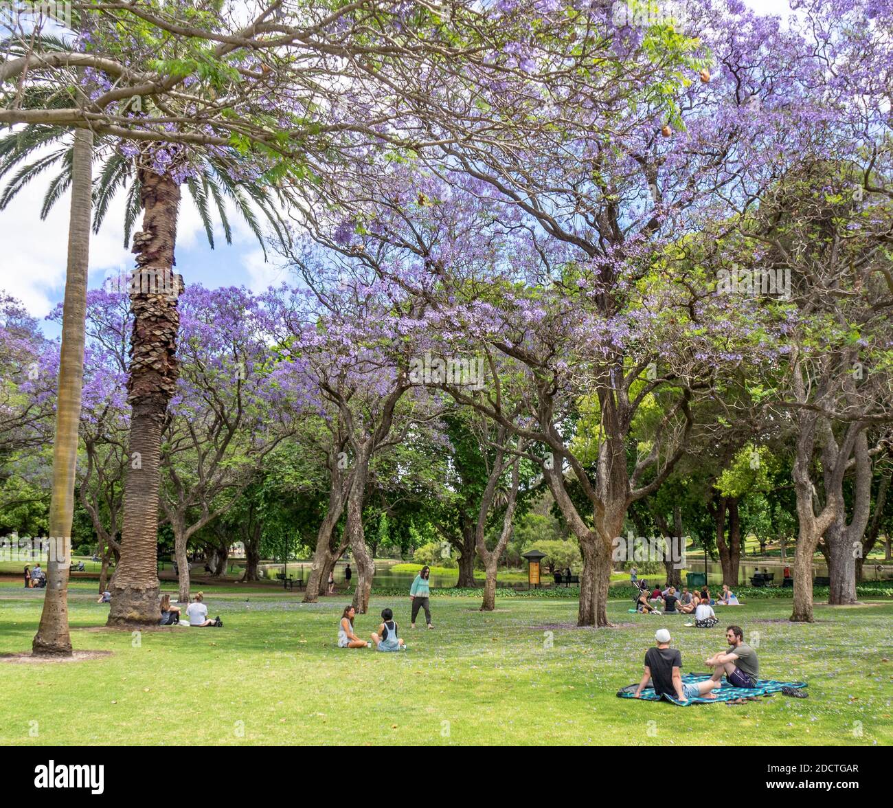 People picnicking under flowering Jacaranda trees in full bloom in Hyde ...