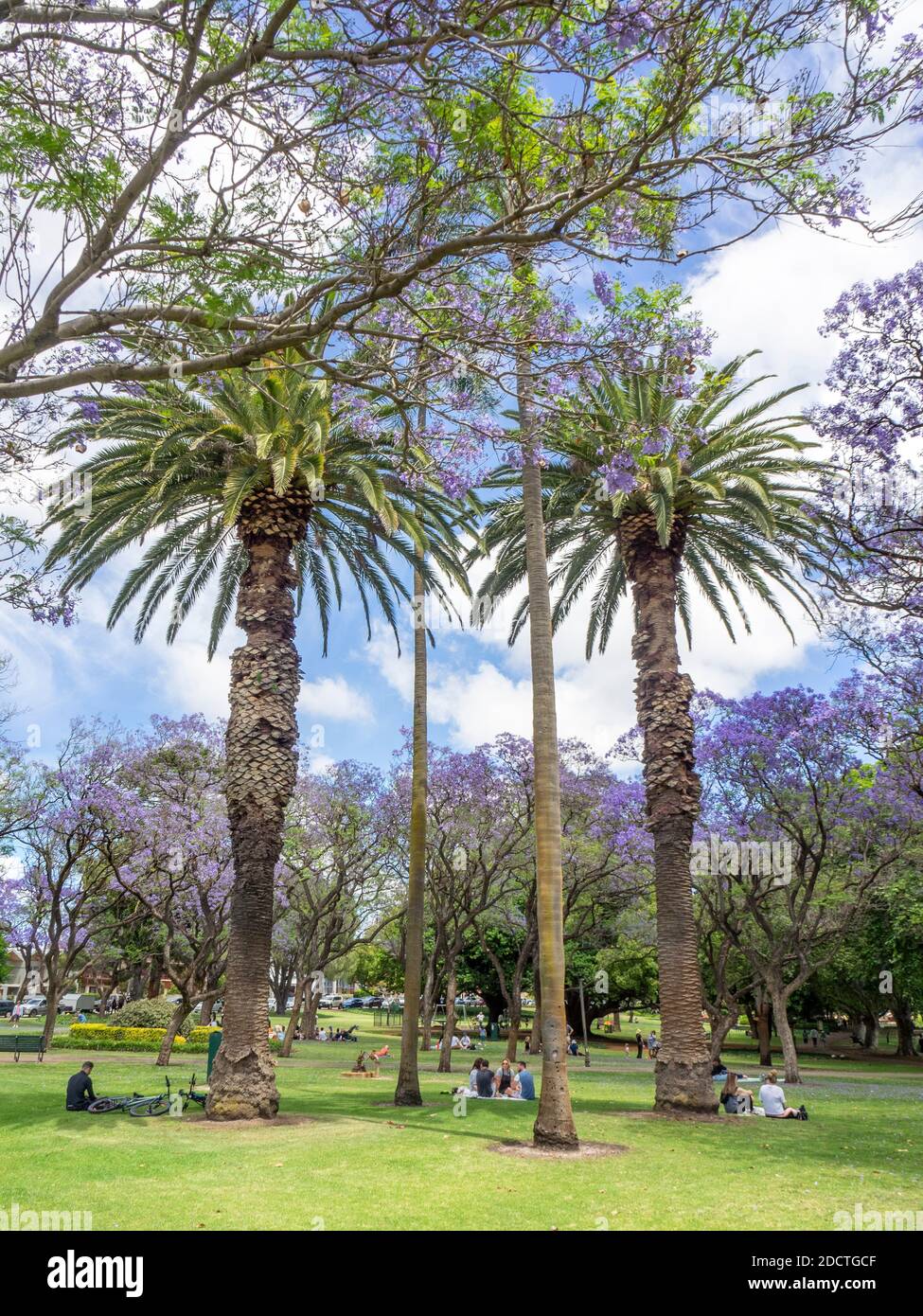 People picnicking under flowering Jacaranda trees in full bloom in Hyde ...