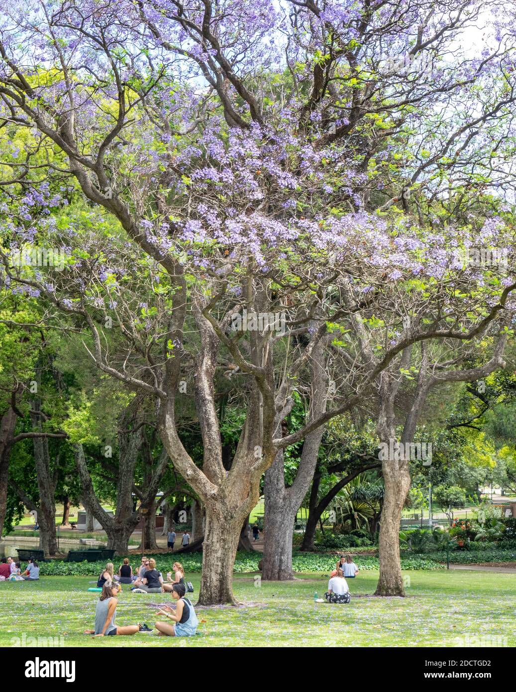 People picnicking under flowering Jacaranda trees in full bloom in Hyde ...