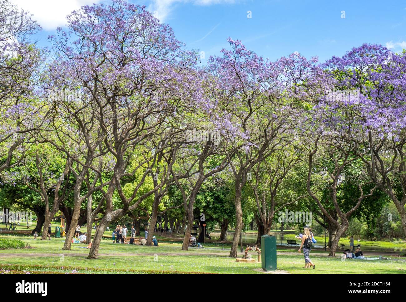 People picnicking under flowering Jacaranda trees in full bloom in Hyde ...