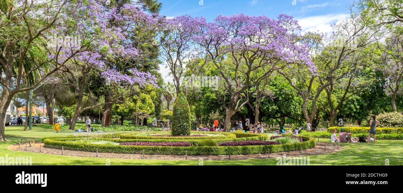 People picnicking under flowering Jacaranda trees in full bloom in Hyde ...