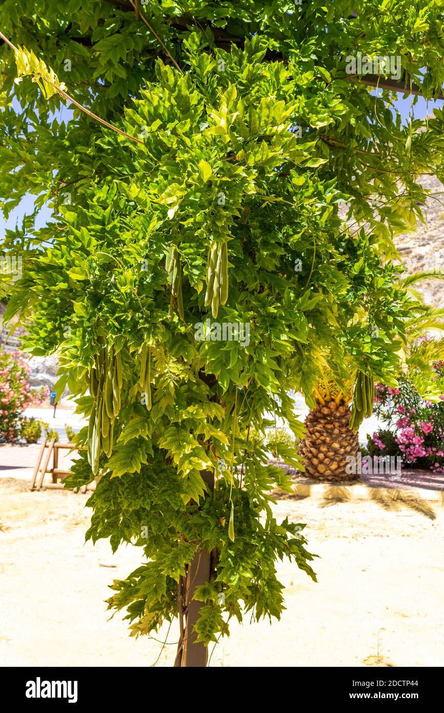 Wisteria sinensis, Chinese wisteria Plant, Seed Pods Stock Photo - Alamy