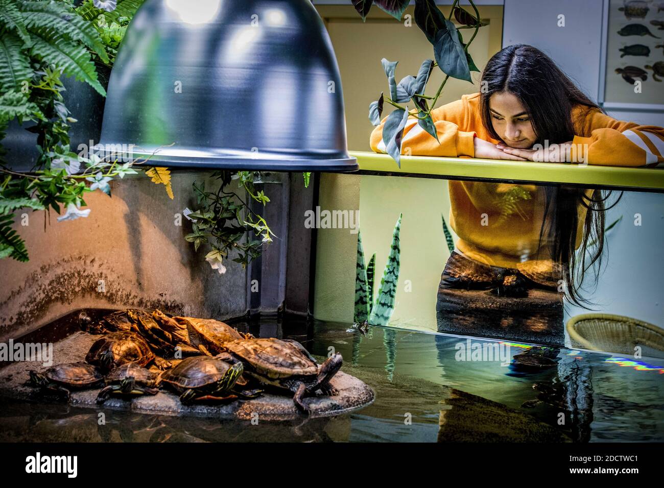 Stichting Turtlecentrum Nederland is a foundation founded in 1990 under ...