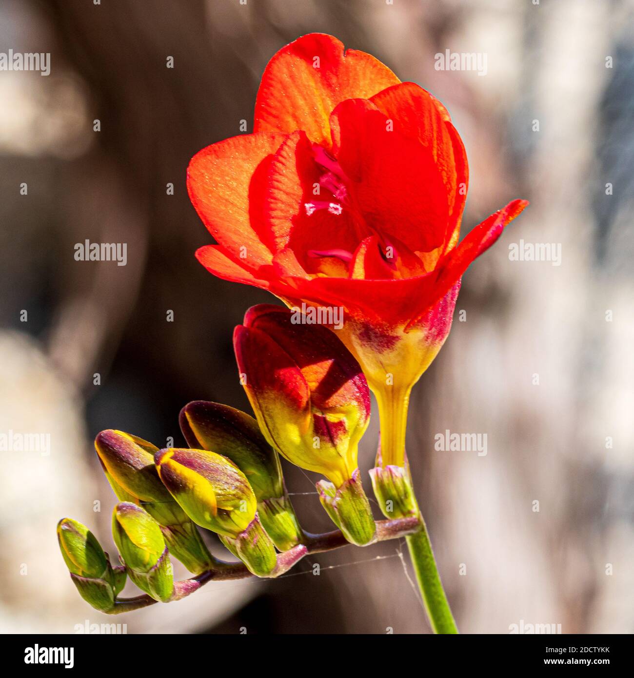 Blossoming freesias hi-res stock photography and images - Alamy