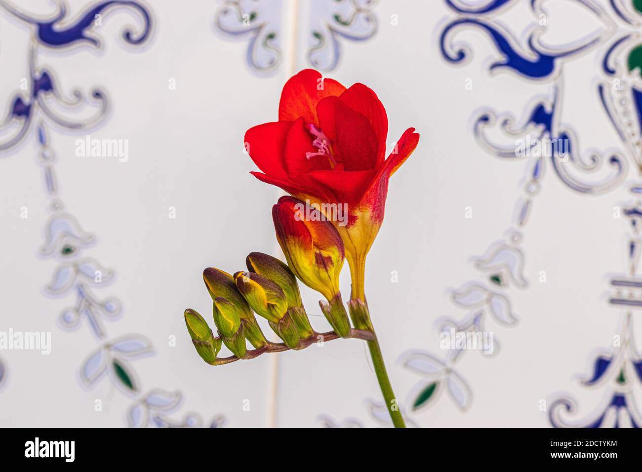 Colourful freesias hi-res stock photography and images - Alamy