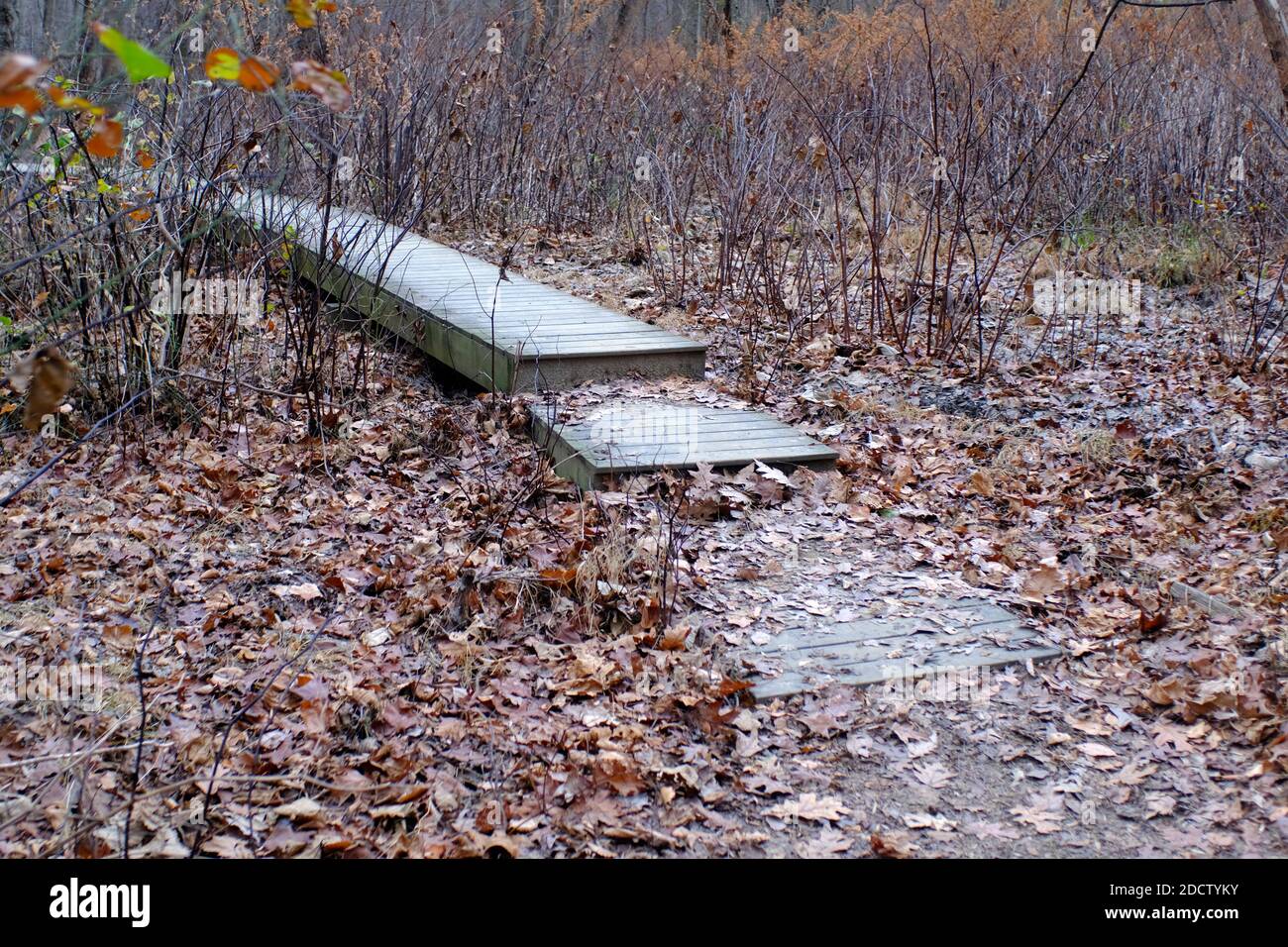 A boardwalk path along a hiking trail in Autumn in Cheesequake Park, NJ ...