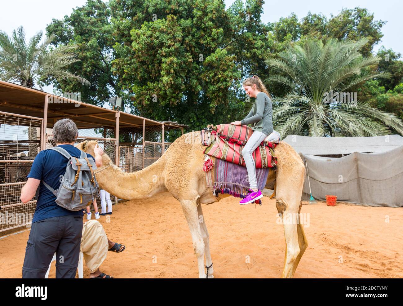 A Camel for the tourist riding in the Heritage folk village in Abu ...