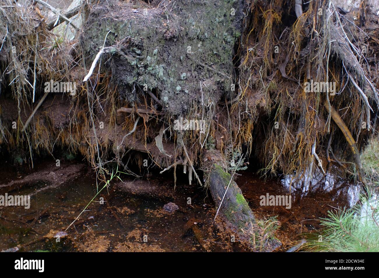 The stump of an uprooted tree in a marsh Stock Photo - Alamy