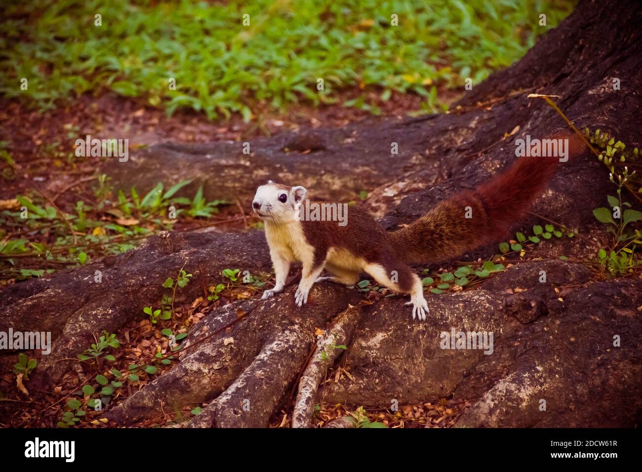 Squirrel cute adorable small animal going down by a tree in park ...