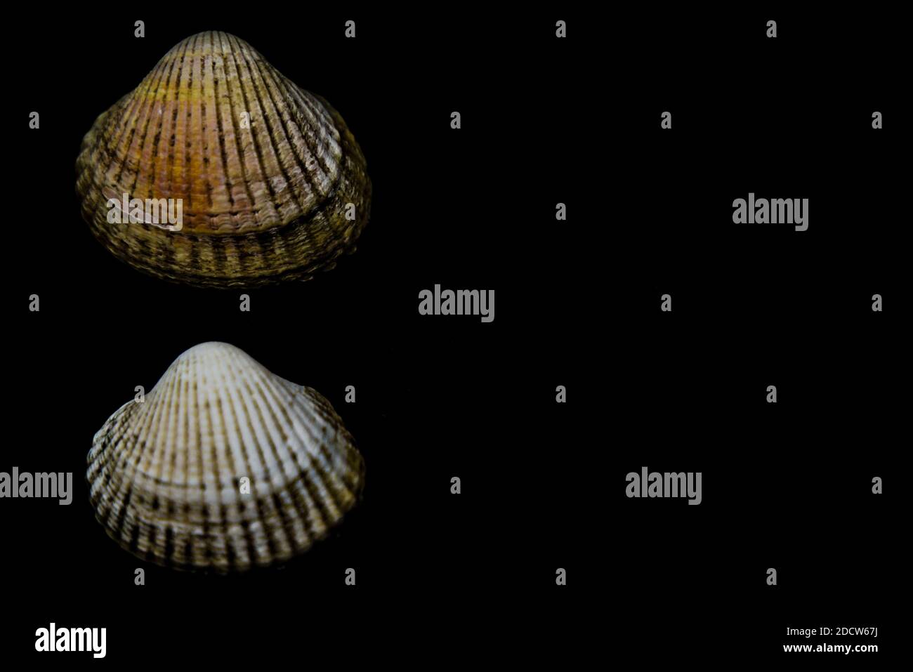 two clam shells isolated on deep black Stock Photo - Alamy