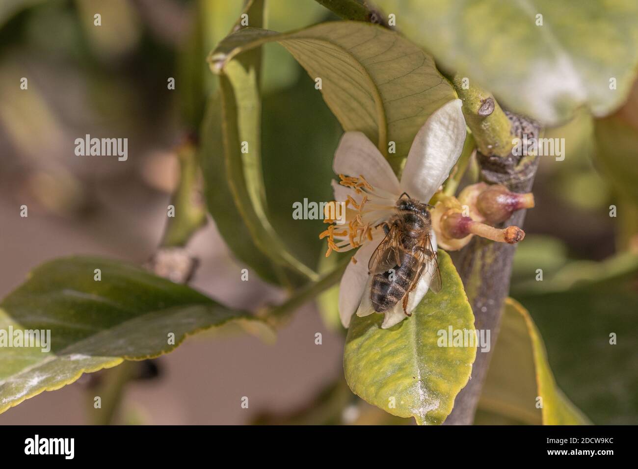 Iberian honey bees hi-res stock photography and images - Alamy