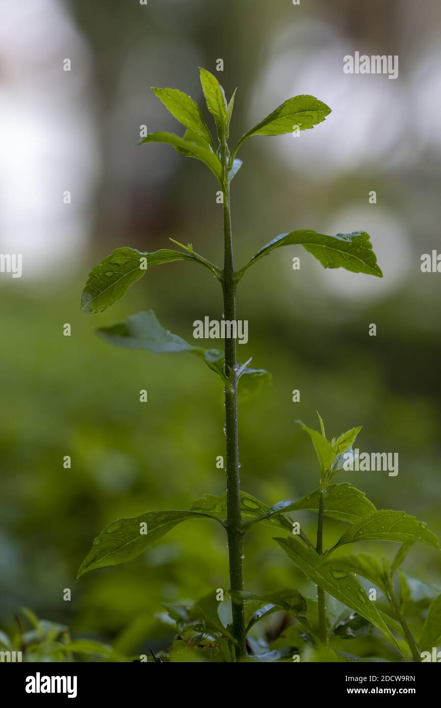 Candyleaf hi-res stock photography and images - Alamy