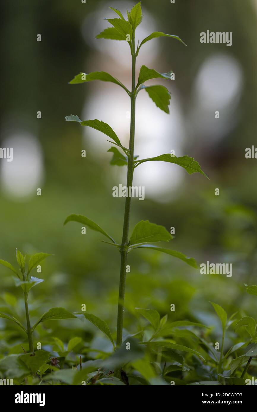 Candyleaf hi-res stock photography and images - Alamy