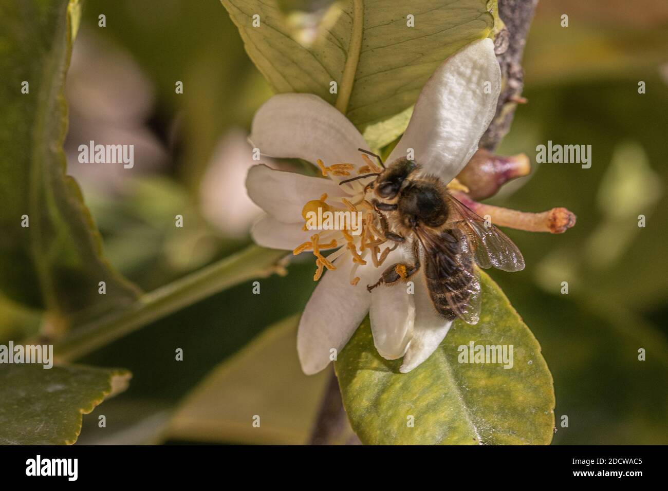 Iberian Honey Bees High Resolution Stock Photography and Images - Alamy