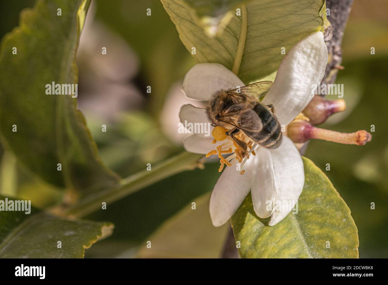 Iberian honey bees hi-res stock photography and images - Alamy