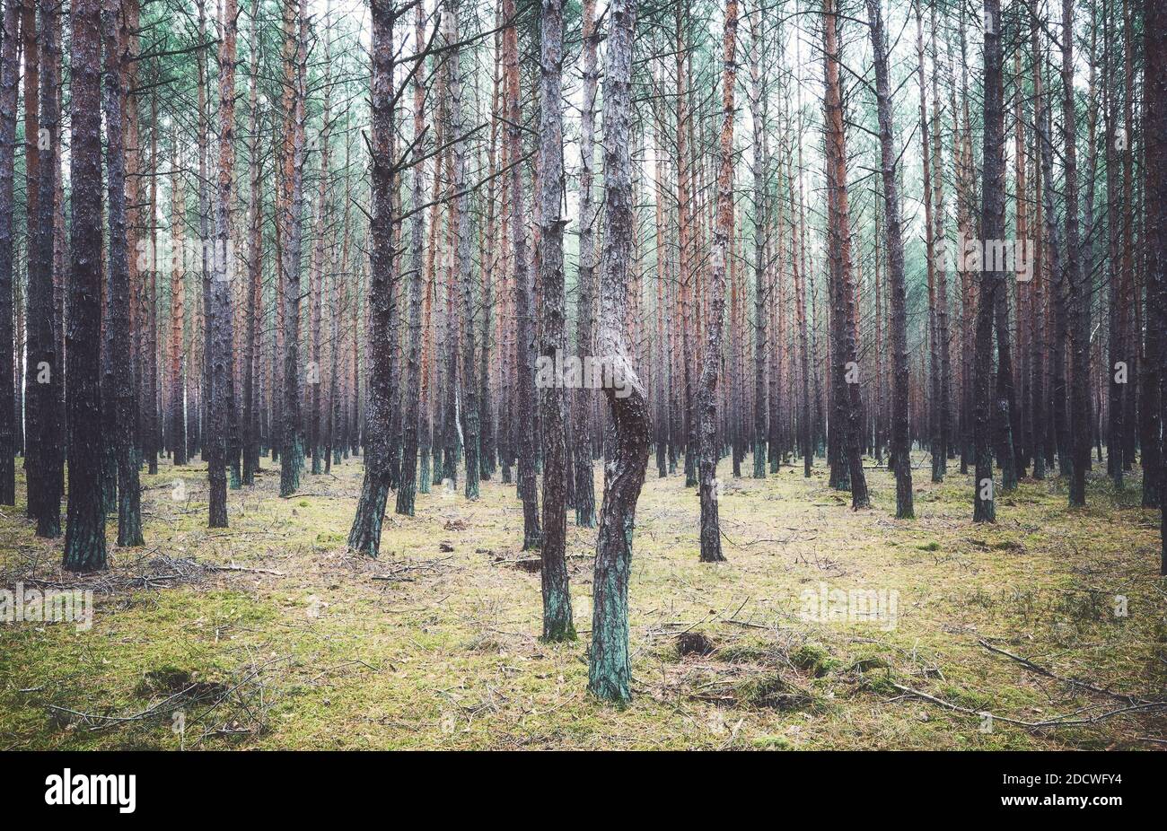 Color toned picture of coniferous forest in autumn Stock Photo - Alamy