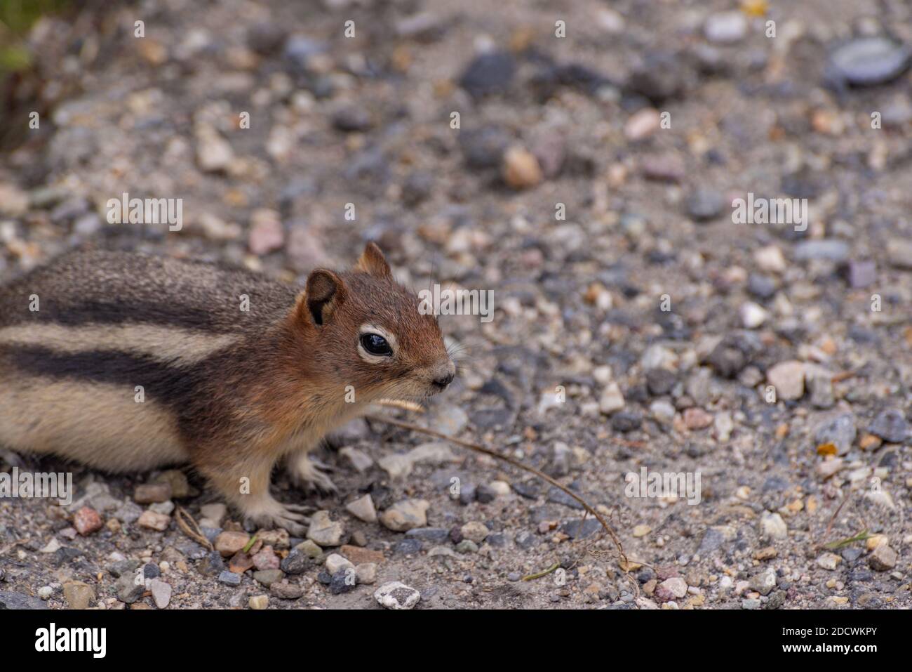 canadian squirrel close up, Alberta, Canada Stock Photo - Alamy