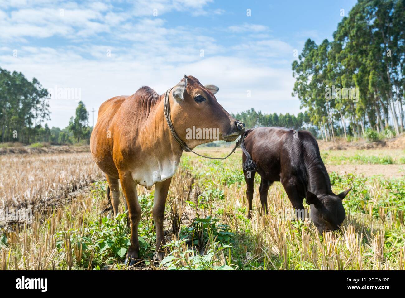 A mother and a baby Chinese yellow cow eating grass in the Chinese ...